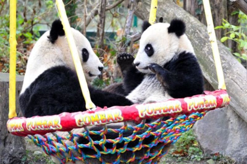 GALERIE FOTO. Un pui de panda nu suportă să stea departe de mama lui