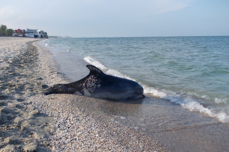 O femelă de marsuin a murit după ce a născut în dana militară a ...