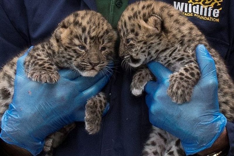 GALERIE FOTO: Doi leoparzi amur, cea mai rară specie de feline mari din ...