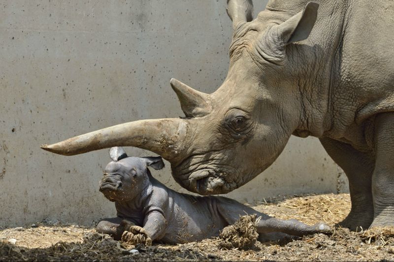 Eveniment "extrem de rar" la o grădină zoologică din Israel: s-a născut ...