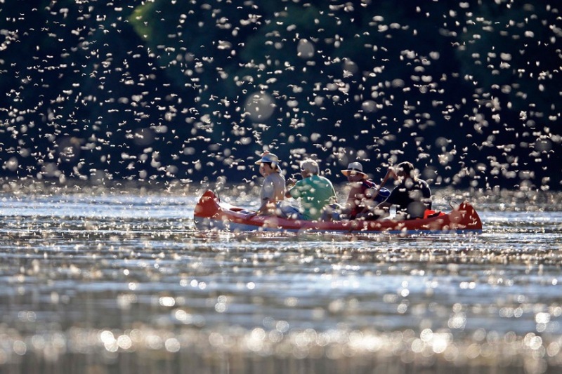 Invazie de insecte în apropiere de granița României. GALERIE FOTO