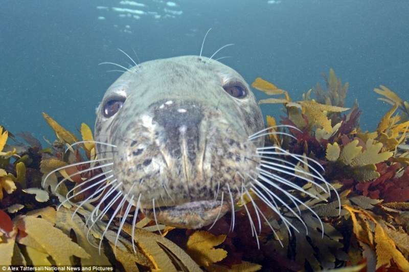 GALERIE FOTO. Ședință foto subacvatică: focile care s-au îndrăgostit de ...