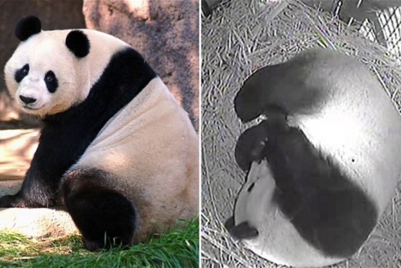 O ursoaică panda gigant a născut al șaselea pui în captivitate