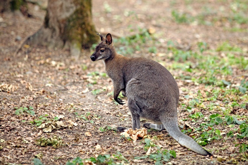 Cangurul de la Zoo Ploiești a murit mușcat de maidanezi