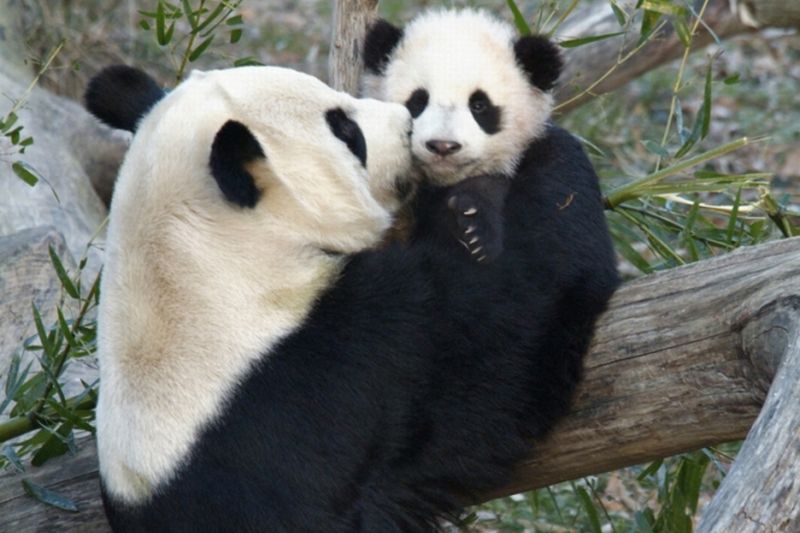 Un pui de panda s-a născut la grădina zoologică din Washington