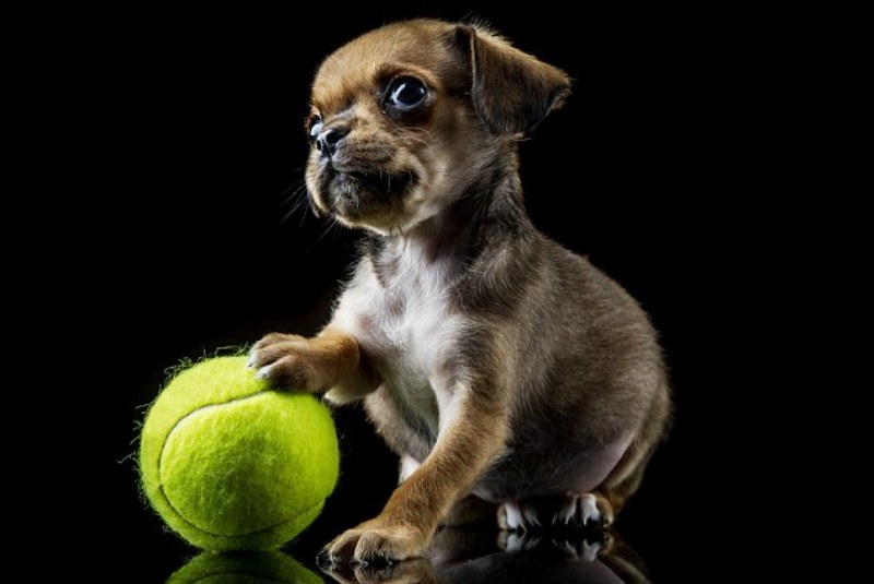 FOTO. Povestea impresionantă a acestui cățel