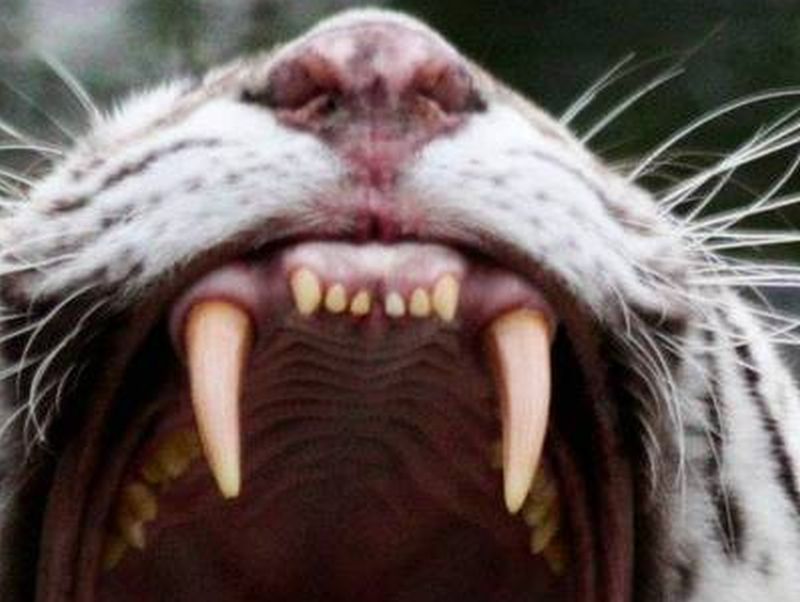 Business Insider: Tigrul alb este un monstru al geneticii, trebuie să ...