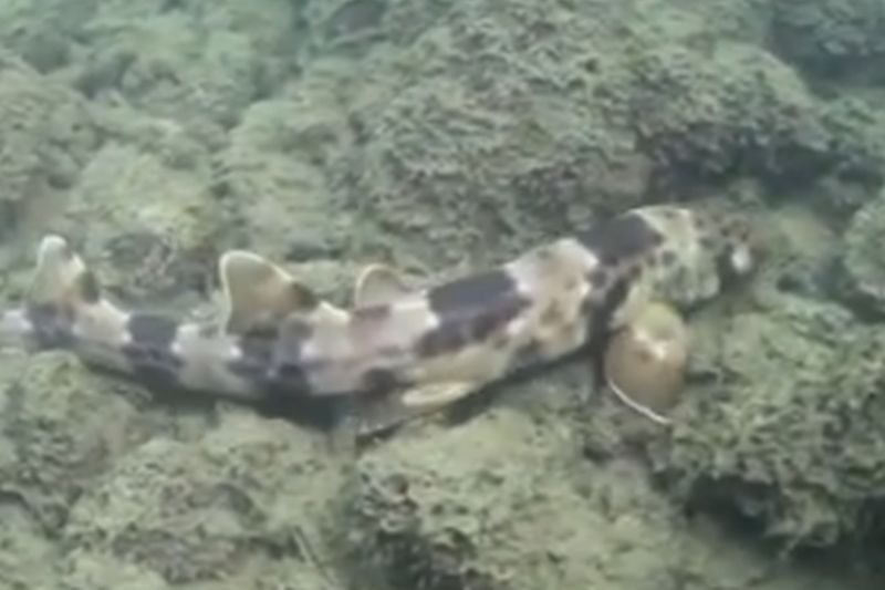 VIDEO. Rechinul "care merge", o nouă specie descoperită în estul Indoneziei