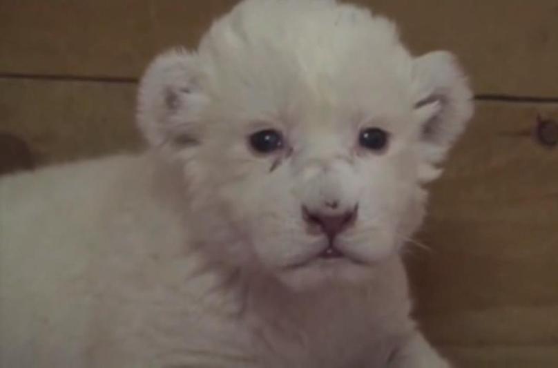VIDEO. Primele imagini cu puiul de leu alb născut la grădina zoologică ...