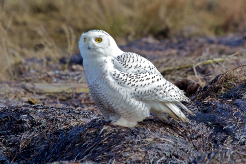 O bufniță polară, salvată dintr-un pet shop din Capitală și dusă la ...