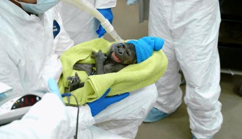 VIDEO. Un pui de gorilă a venit pe lume printr-o operație de cezariană