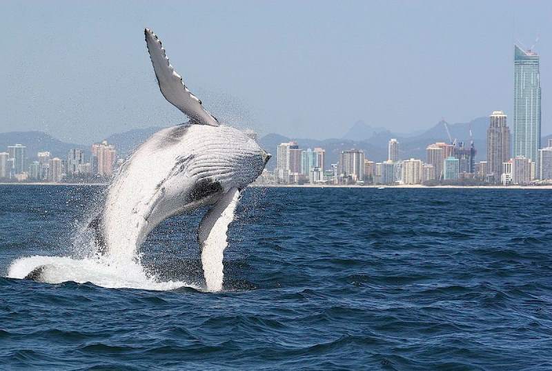 IMAGINI RARE surprinse în apropiere de Sydney: "Este Migaloo, balena ...