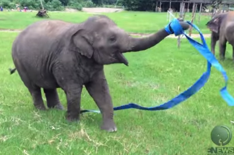 Cum se joacă un pui de elefant cu o panglică