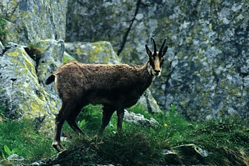 Caprele negre din Parcul Național Munții Rodnei, decimate de braconieri ...