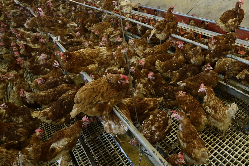 Peste 13 tone de carne de pui cu suspiciune de pestă aviară, puse sub ...