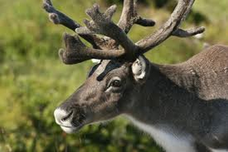 Renii, în pericol. Declin dramatic începând cu 1998