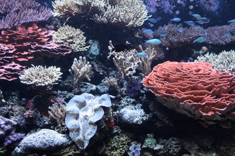 Fenomen îngrijorător în Pacific: ce se întâmplă cu coralii