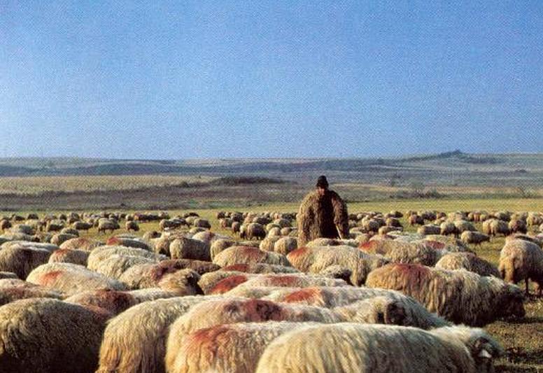 Cioban din Vrancea, acuzat că a adus la stână o fetiță de 11 ani și a ...