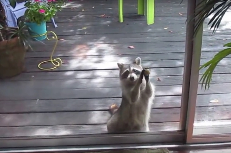 Un clip cu un raton a devenit viral pe internet: ce face când îi e foame