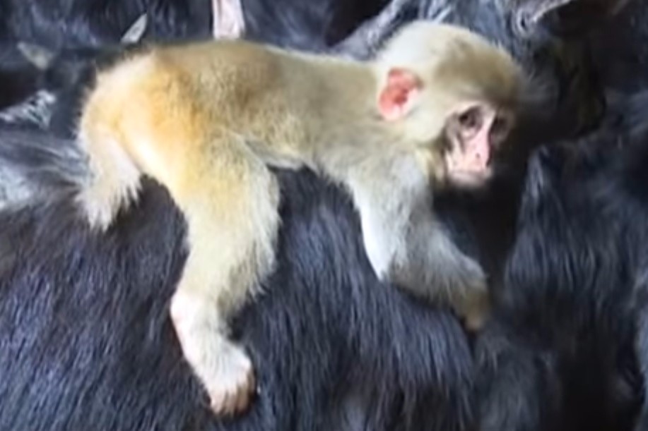 În fiecare seară, această mică maimuță face un lucru care îi ...