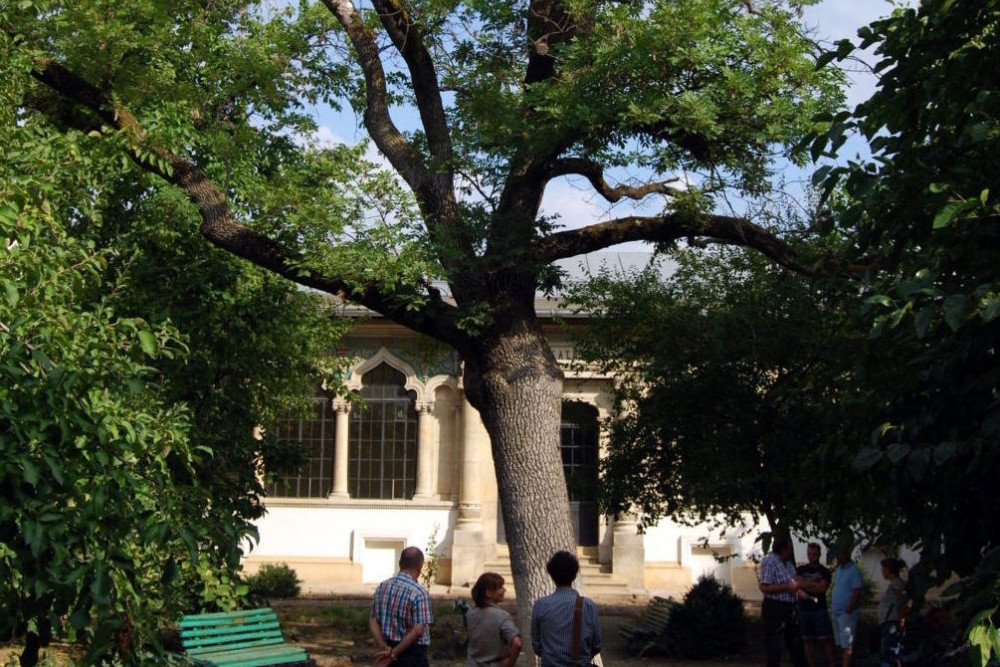 Noul an te iubește, nu te pușcă, de salvezi frasinul lui Niculușcă