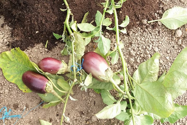 Un agricultor român a dat lovitura: cum arată planta de cartof care a ...