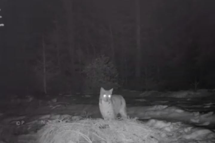 Imagini rare cu un râs, surprinse în Parcul Național Piatra Craiului