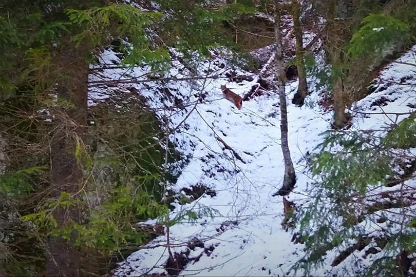 Imagini de colecție cu cea mai mare felină din Europa, surprinse într-o ...