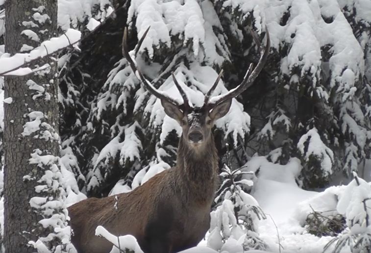Noi imagini spectaculoase cu un cerb, filmat de aproape în Parcul ...