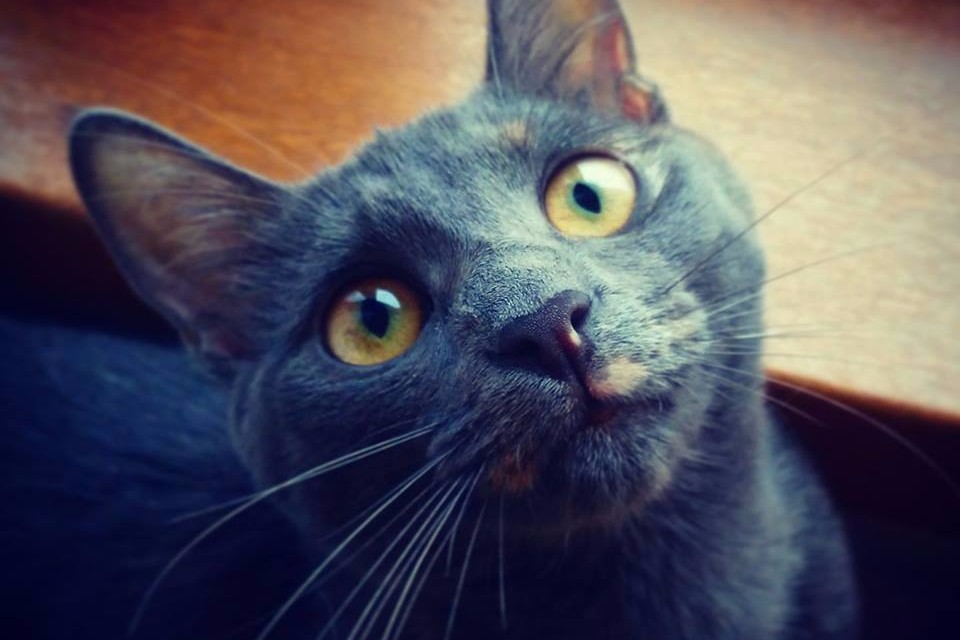 Un lucru interesant despre felinele noastre preferate: mieunăturile ...