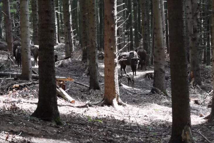 Imagini rare cu primul pui de zimbru din România, fătat în libertate ...