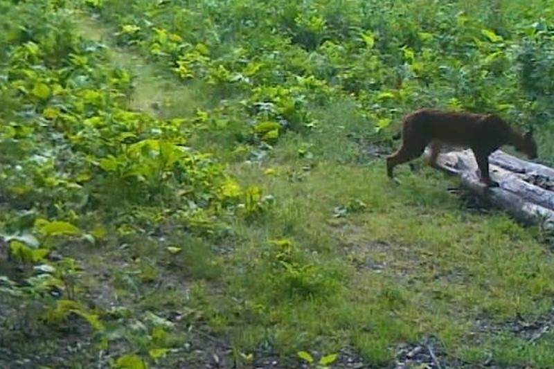 Imagini incredibile cu un RÂS într-o pădure. Animalul sălbatic ...