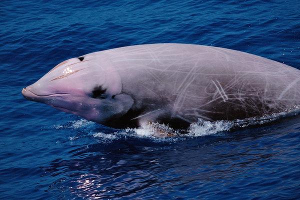 Descoperire șocantă făcută în stomacul unui pui de balenă care „vomita ...