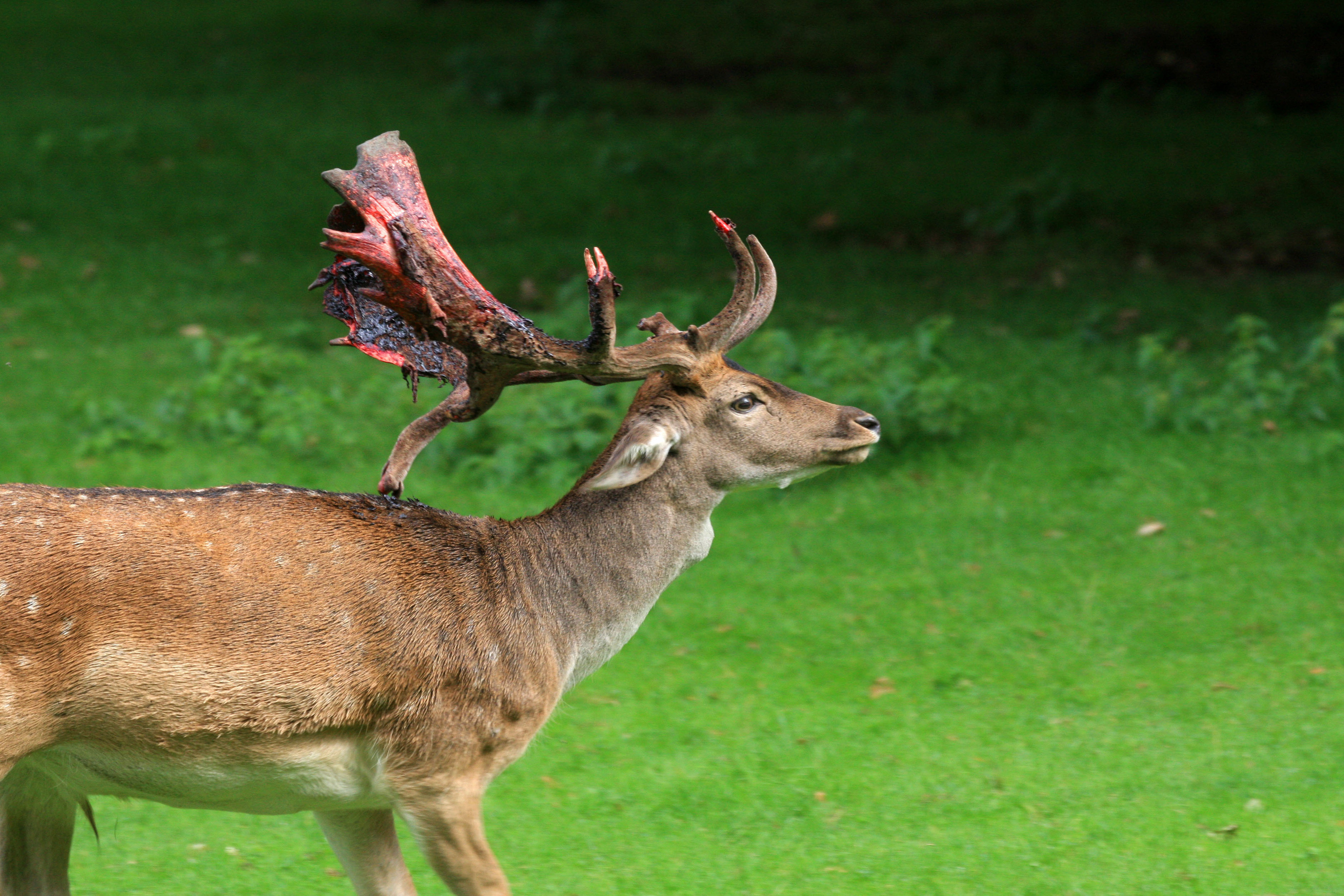 VIDEO Imagini INEDITE cu mai mulți cerbi tineri au fost surprinse în ...