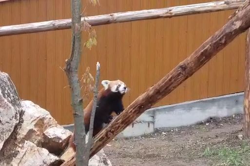 Peggy, o femelă de Panda roșu, noua atracție de la Grădina Zoologică ...