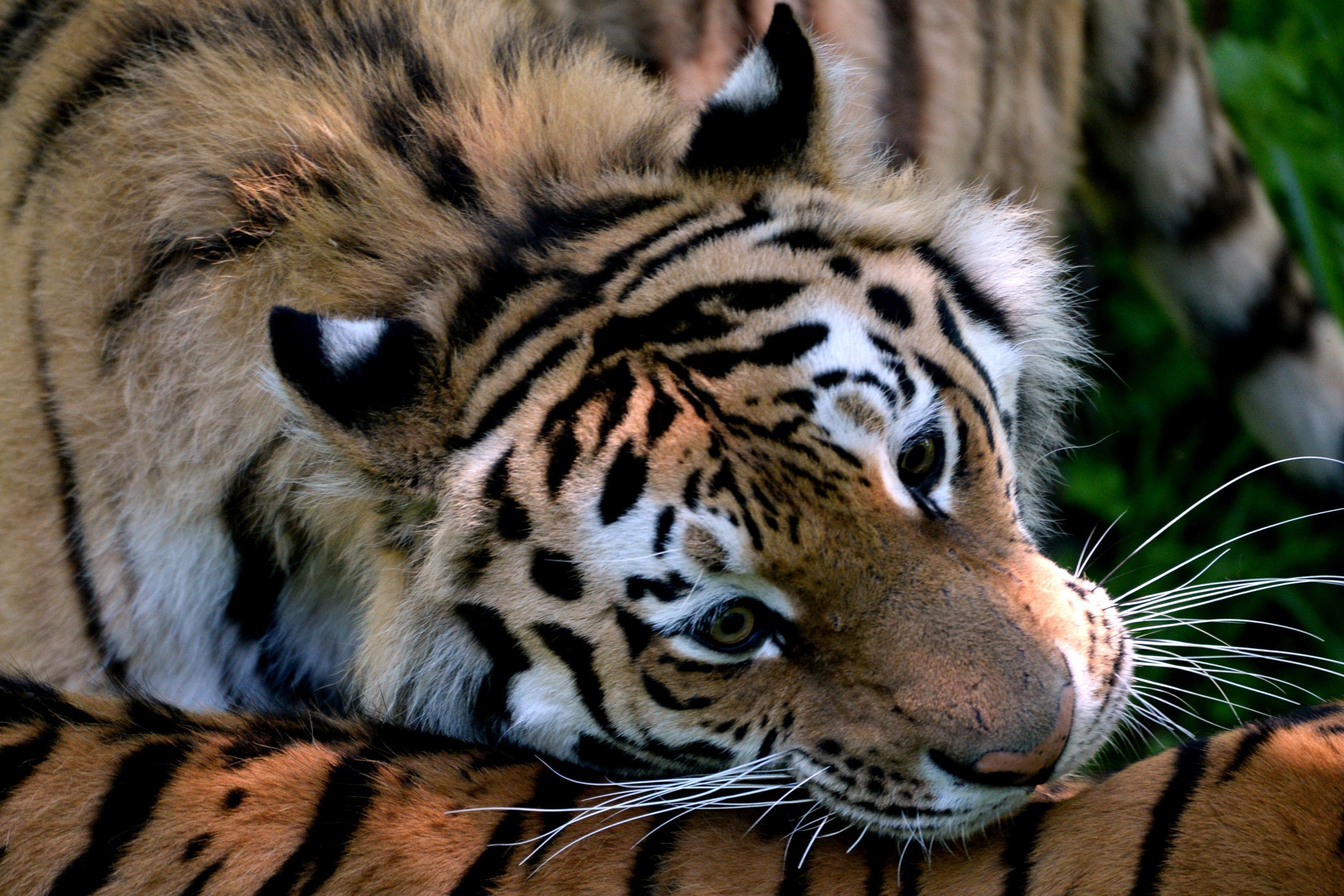 Mai mulți medici din București chemați la Grădina Zoo din Galați, la un ...