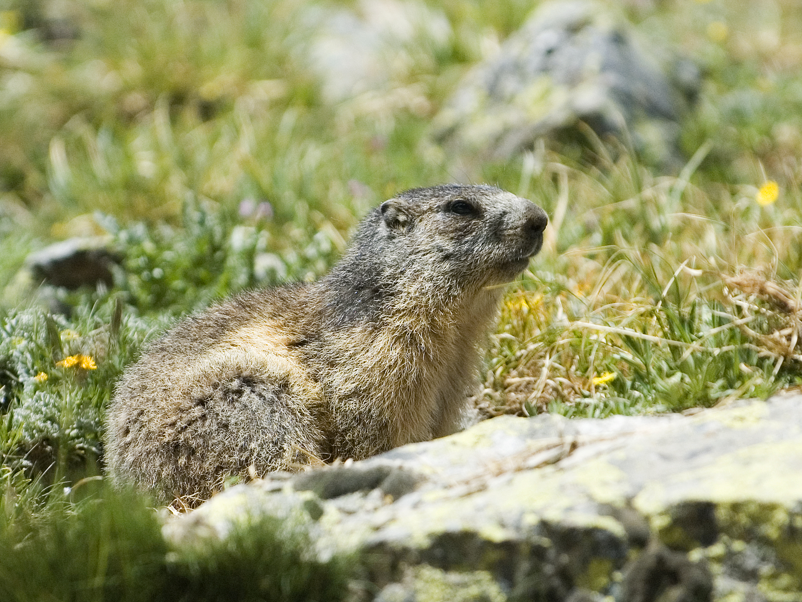 Imagini rare surprinse în Munții Retezat: O familie de marmote a ieșit ...