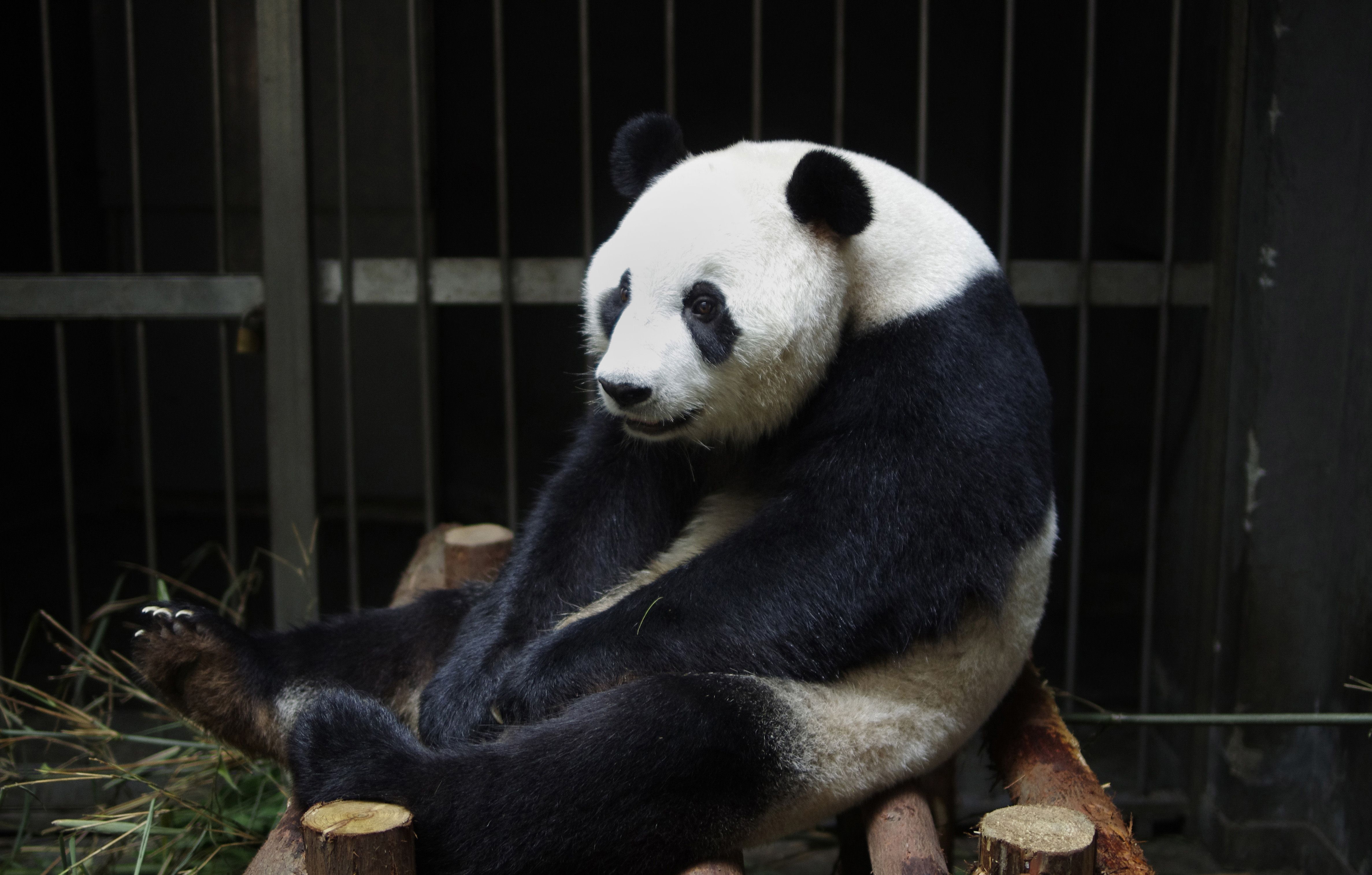Cum arată primii pui de panda uriaș născuți la Grădina Zoologică din ...