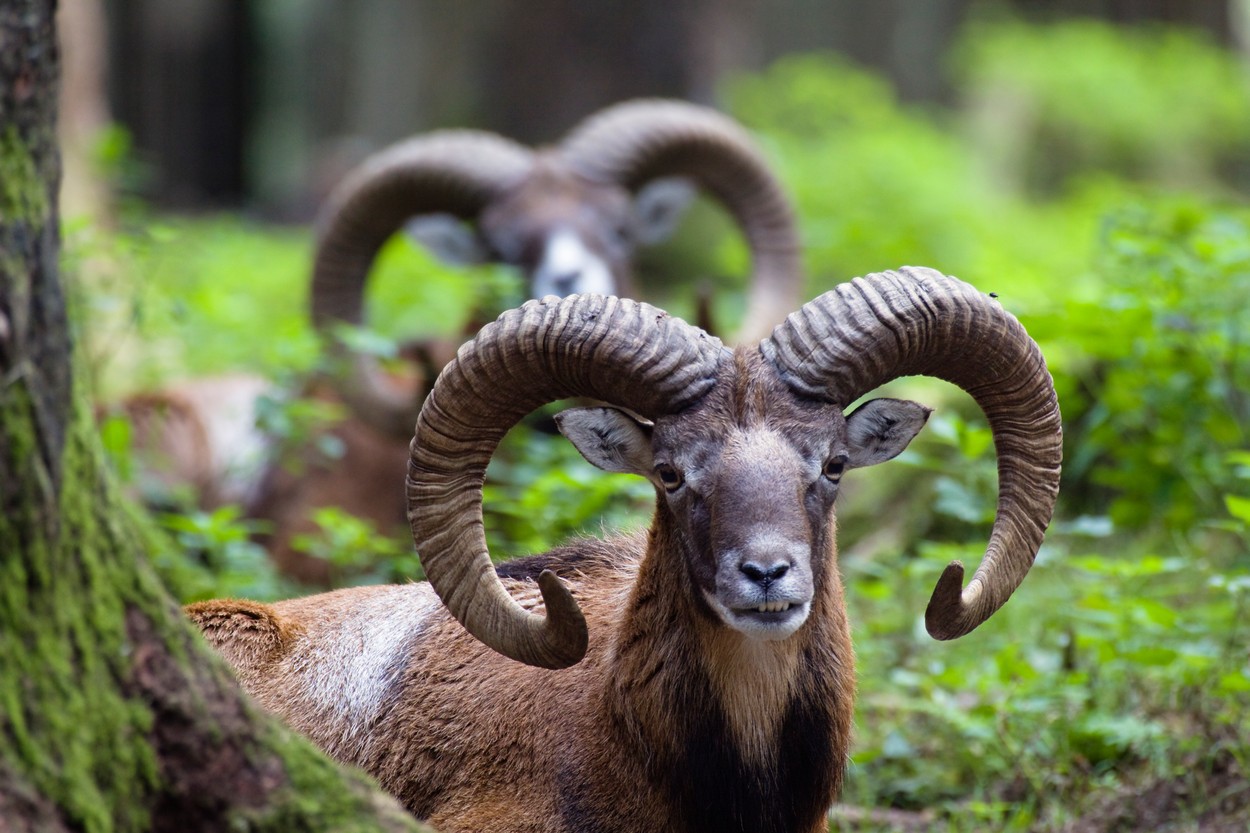 Fiul lui Donald Trump a ucis un animal rar cu un permis special de ...