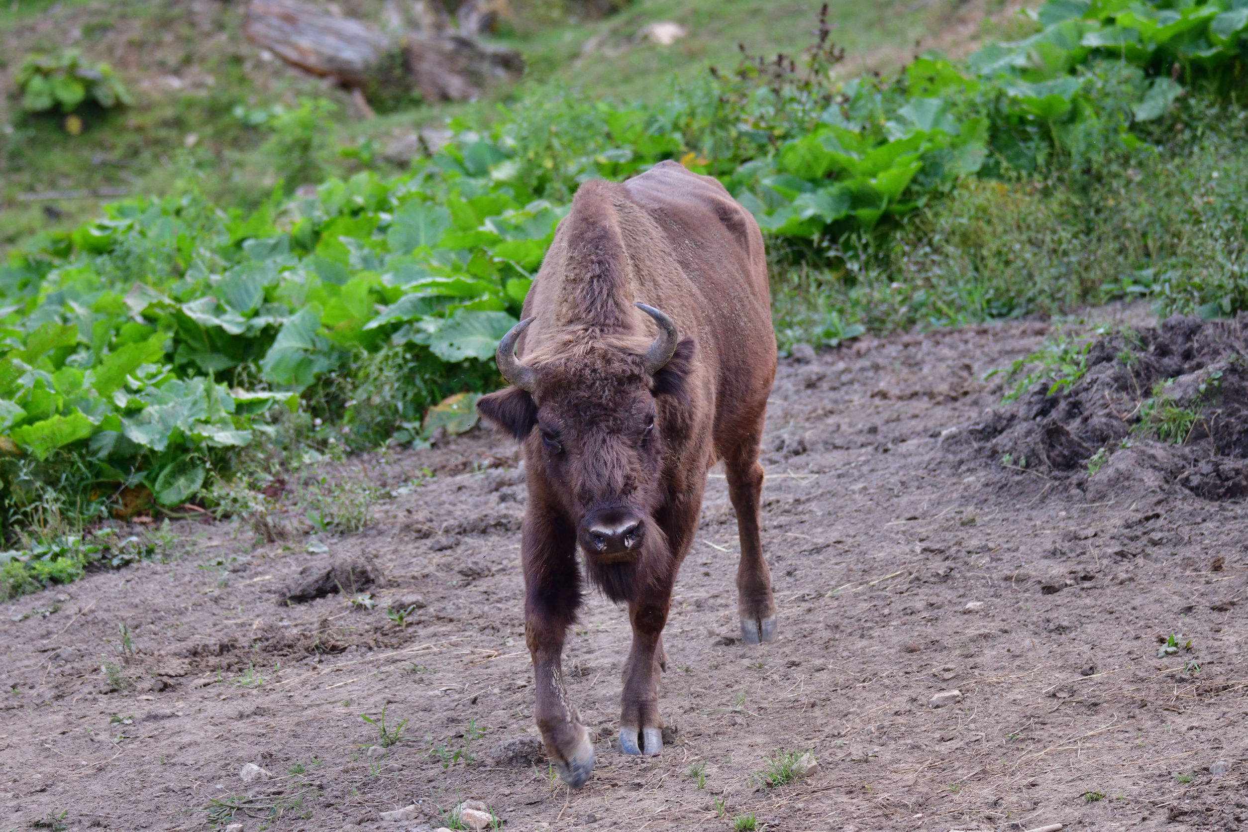 Un pui de zimbru, salvat dintr-o capcană pusă de braconieri. Jandarmii ...