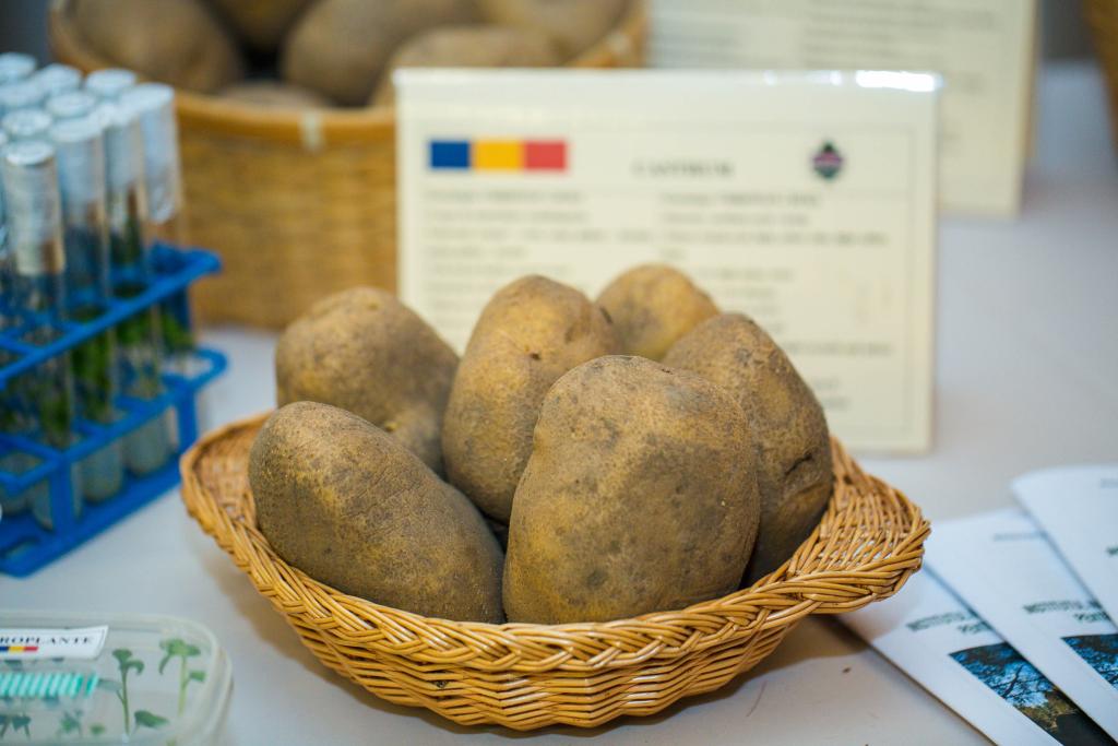 Cultura cartofului românesc, în derivă. Cifrele privind suprafețele ...