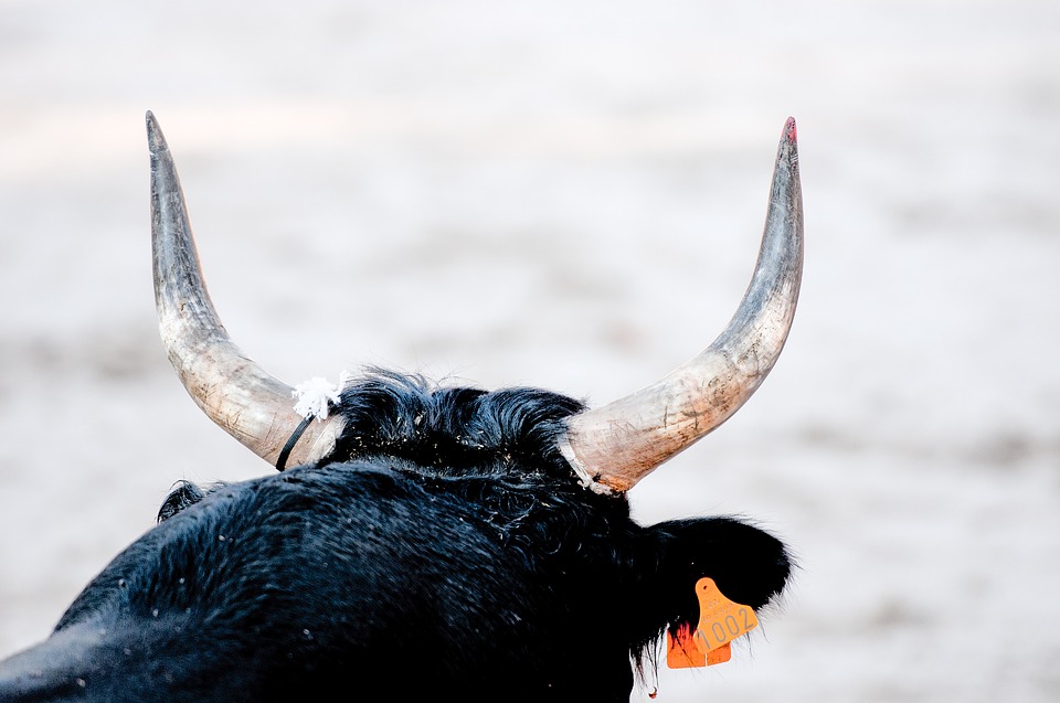 Tânăr ucis de un taur, la o fermă din Bistrița-Năsăud. Ce făcea ...