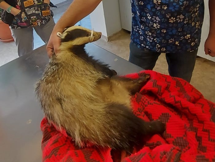 FOTO. „Operațiunea Bursucul”. Un astfel de animal, rănit, a fost salvat ...