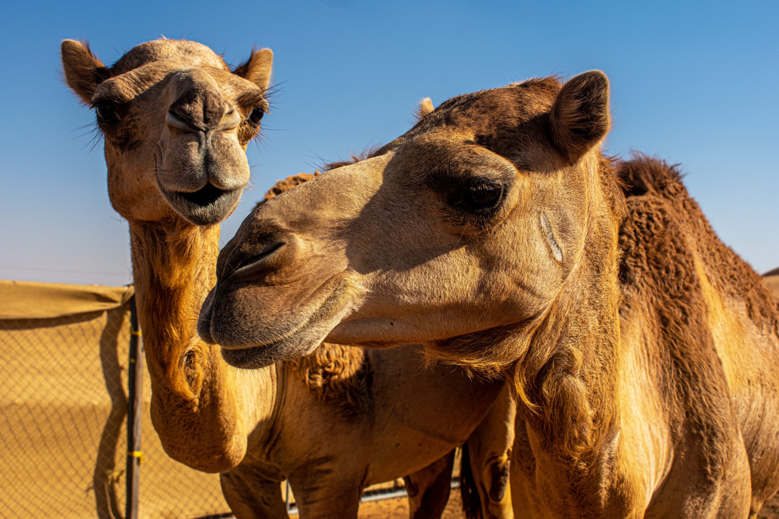 China a inaugurat primul semafor pentru cămile