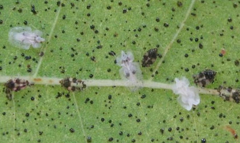 O nouă specie de insecte s-a înmulţit în România. Insectele agresive ...