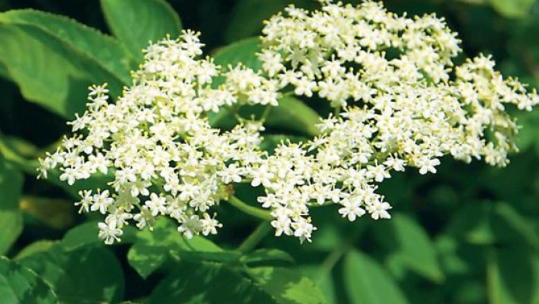 Socul, simbol al binelui și al răului. Legendele și superstițiile din ...