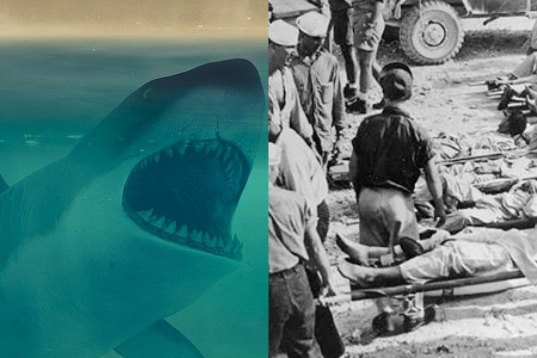 Cel mai sângeros atac al rechinilor din istorie: Au ucis 150 de ...