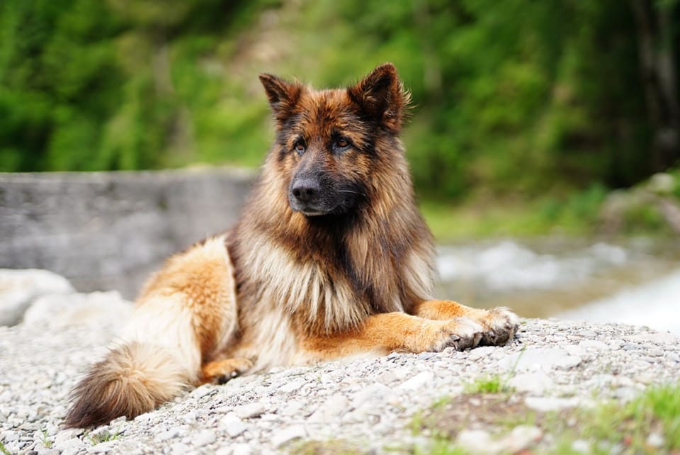 A murit Haiduc, câinele care a salvat viața mai multor oameni prinși de ...