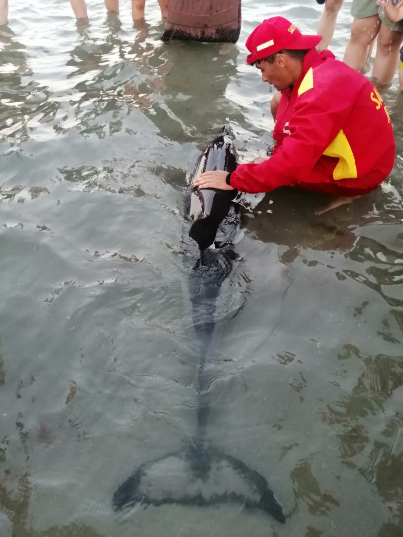 Un pui de delfin a ajuns la malul plăjii Mamaia. Mamiferul a fost ...