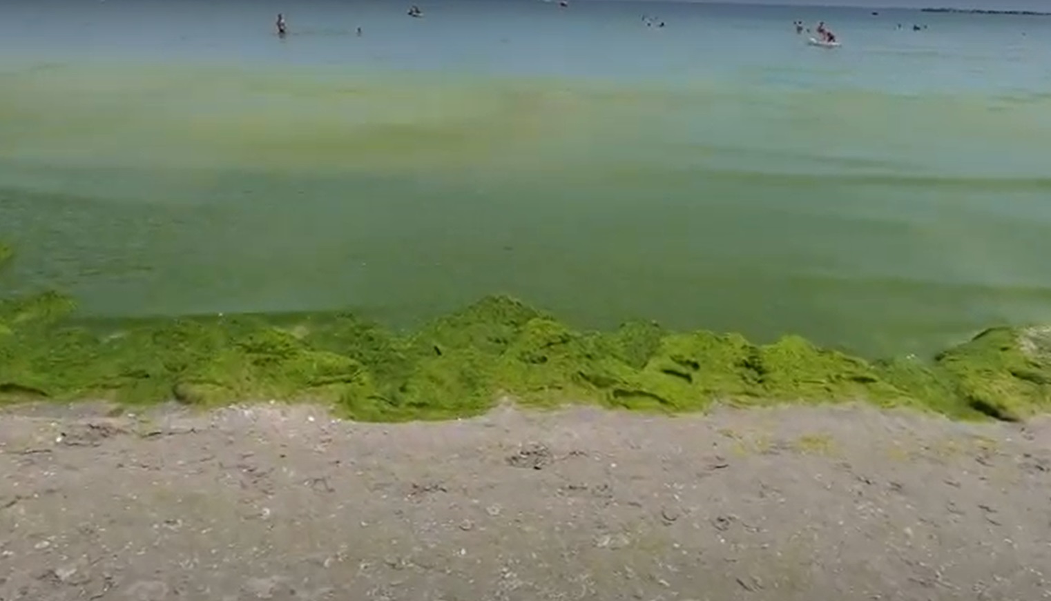 Invazie de alge pe litoral. Cum arată acum plaja din Costinești